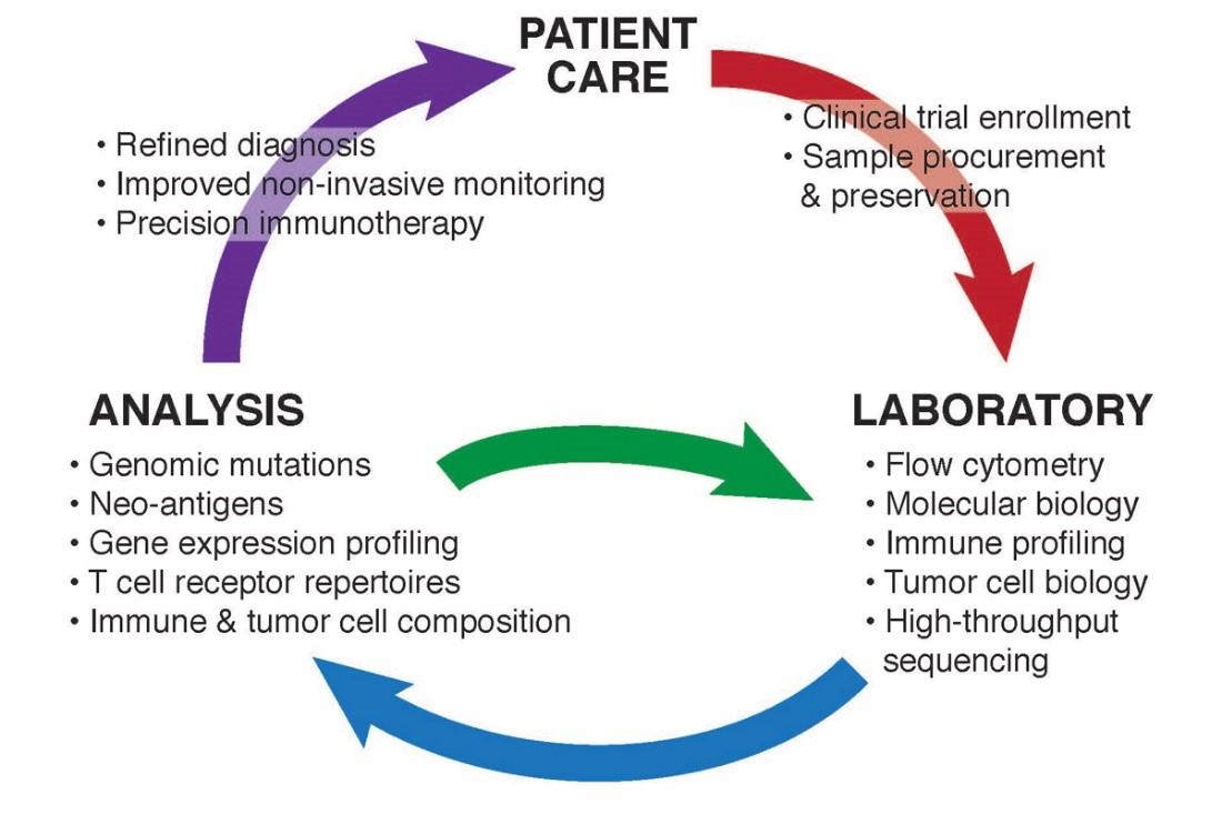 Research Immunotherapy & Precision Immuno-Oncology | Lerner Research ...